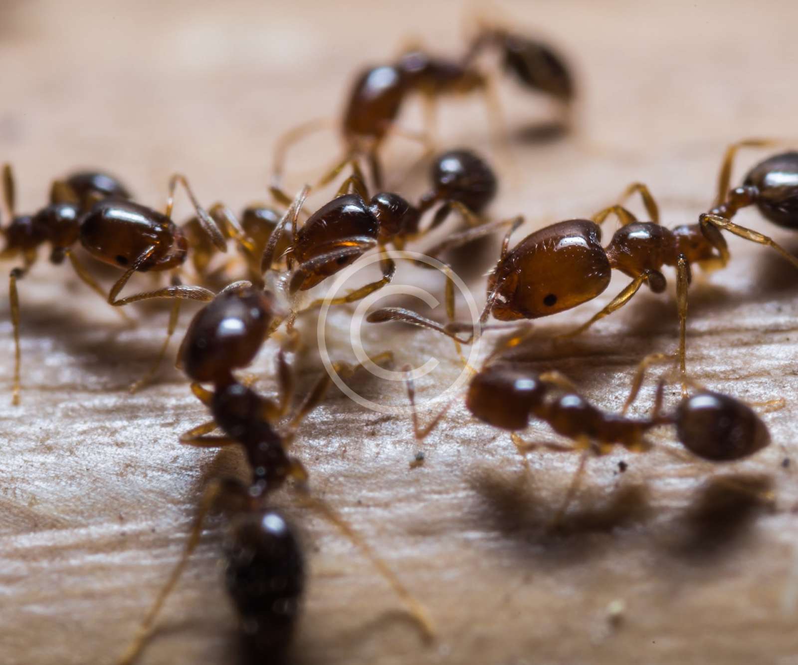 Ants – Silver Bullet Pest Control